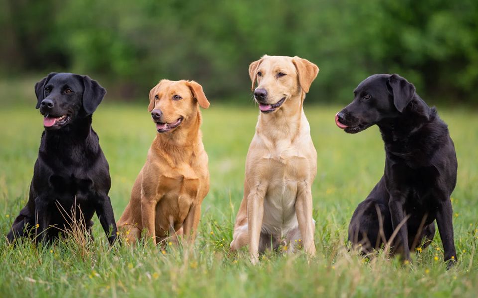 관세청, 마약탐지 훈련견 14마리 민간입양 접수