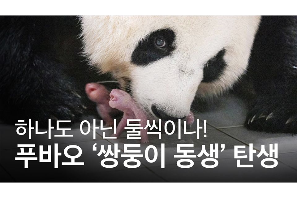 푸바오에게 쌍둥이 동생이 생겼다 