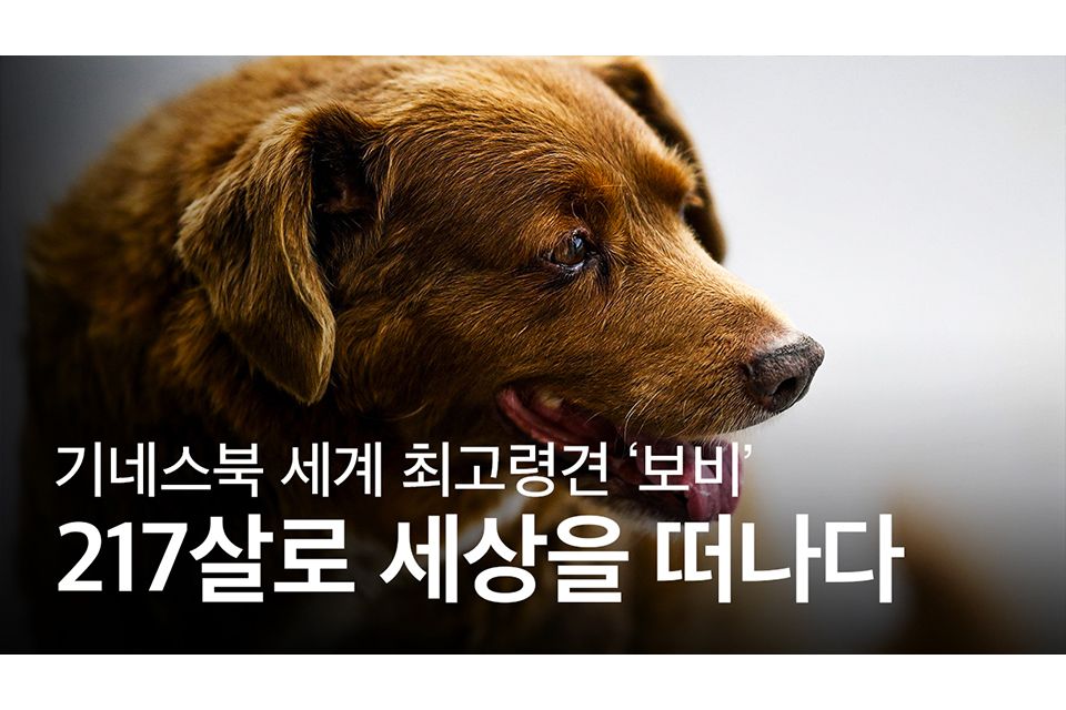 세계 최고령 개 ‘보비’, 31년 165일 만에 세상을 떠나다