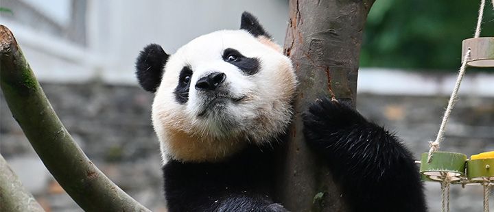 ‘제2의 푸바오’ 임대에 서울시가 입 열었다