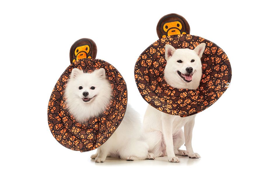 베이프 베이비 마일로의 19 가을, 겨울 펫 컬렉션 | eyesmag | 아이즈매거진